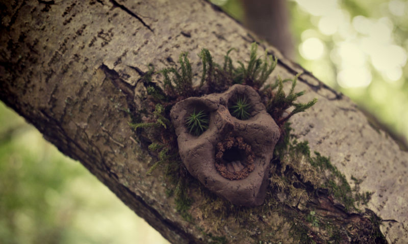 Into The Trees – A Family Adventure!