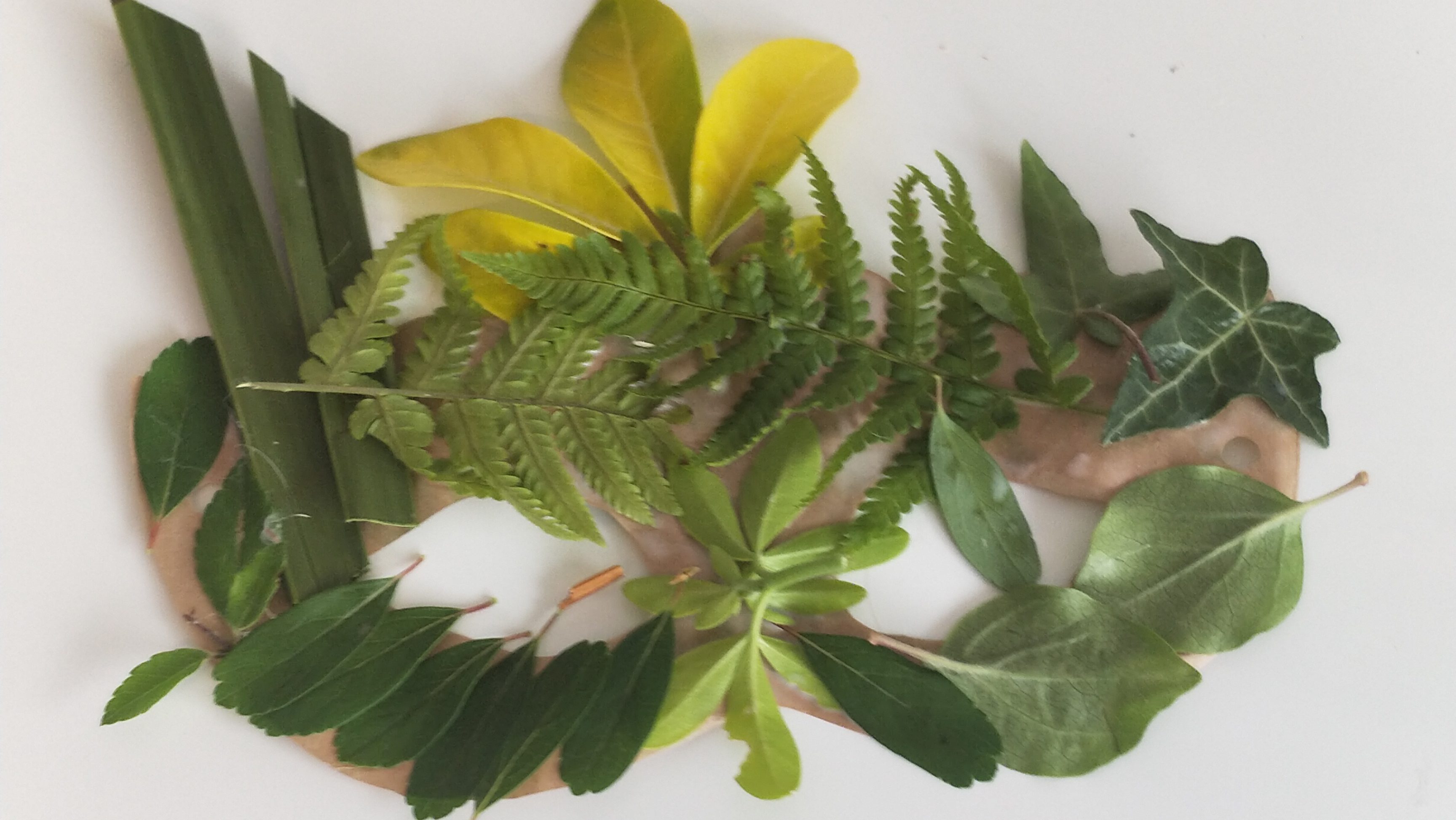 Into The Trees – A Family Adventure!