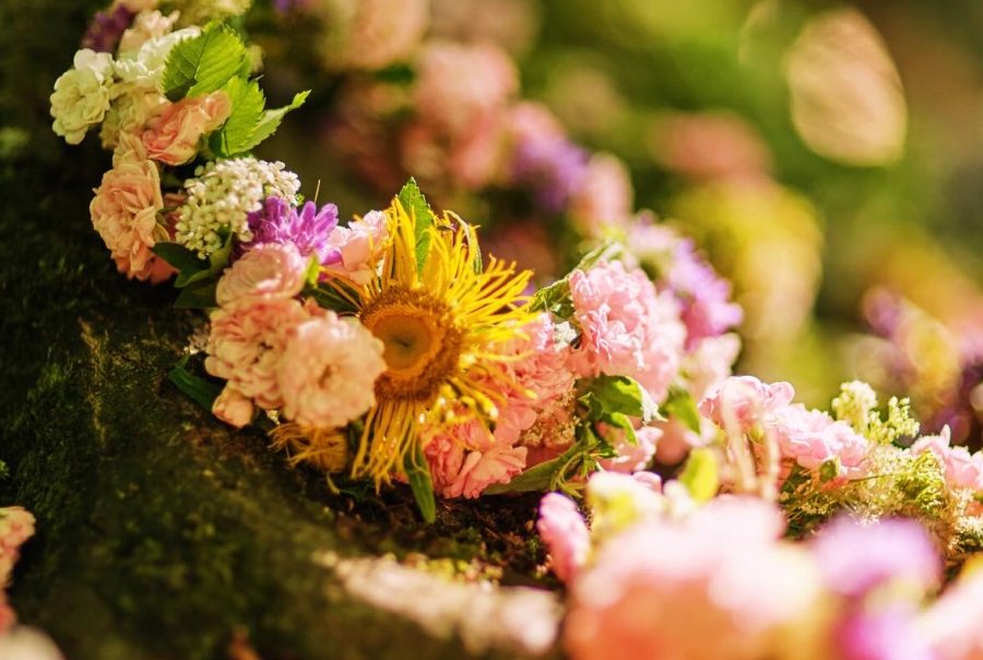 Home - Into The Trees